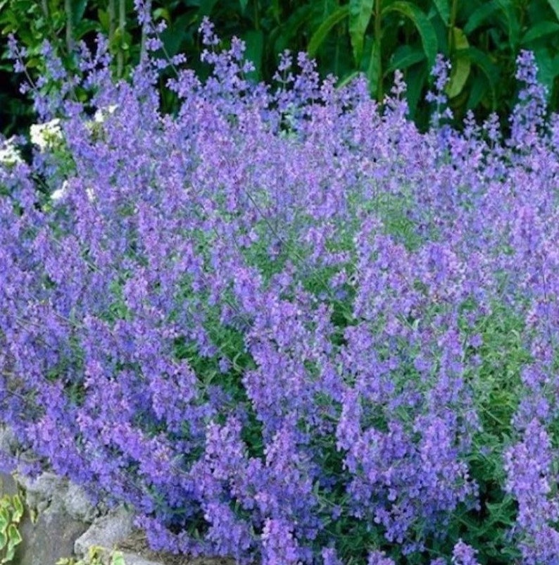 10 Nepeta DROPMORE CATMINT Faassenii Perennial Starter Plant - Etsy