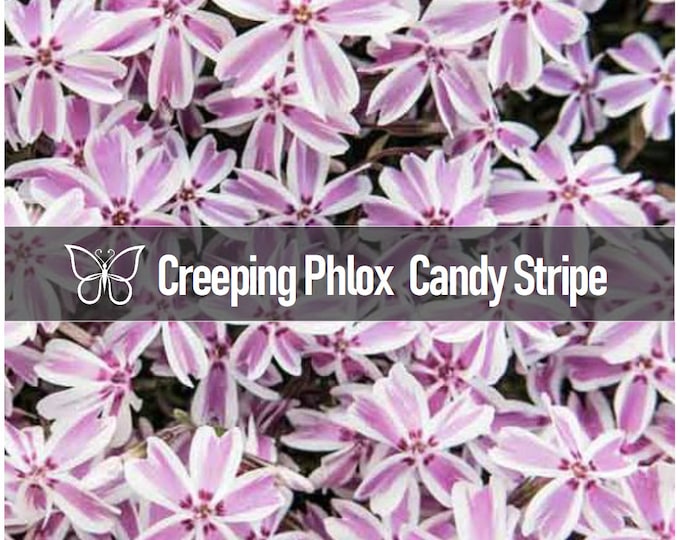 5 CANDY STRIPE Creeping PHLOX Subulata Pink & White Live Perennial ...