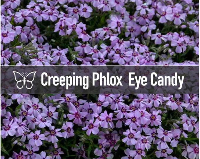 3 Creeping Phlox EYE CANDY Subulata Live Perennial Starter Plant Plugs ...