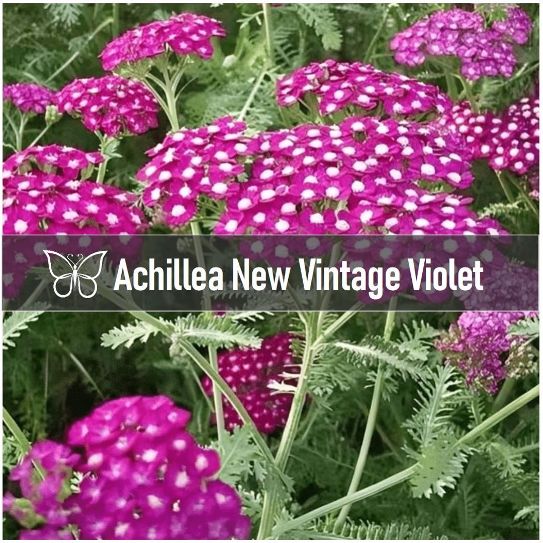 5 Achillea NEW VINTAGE VIOLET Yarrow Live Perennial Starter Plant Plugs ...