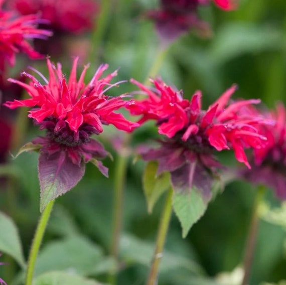 5 FIREBALL Monarda Bee Balm Perennial Starter Plant Plugs - Etsy