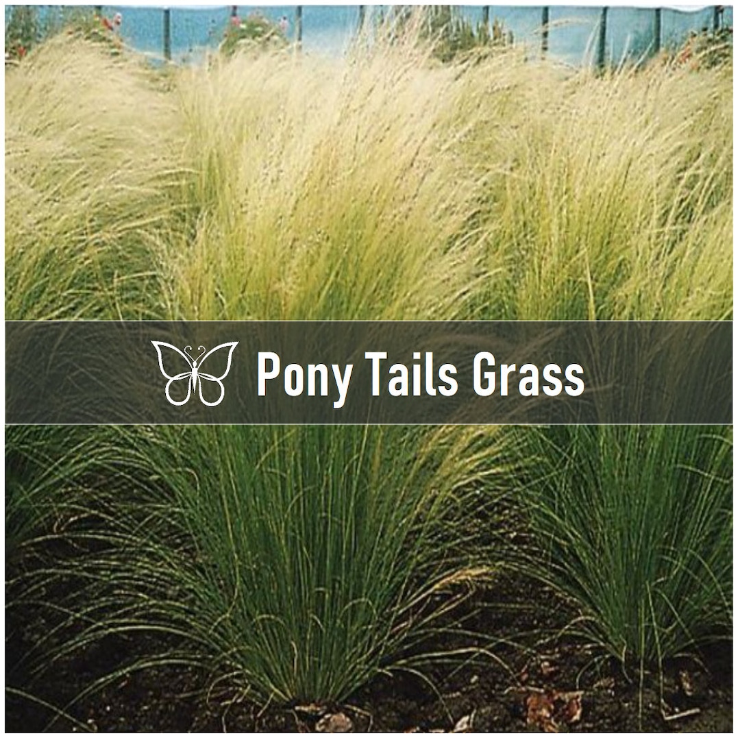 10 PONY TAILS GRASS Perennial Ornamental Mexican Feather Stipa ...