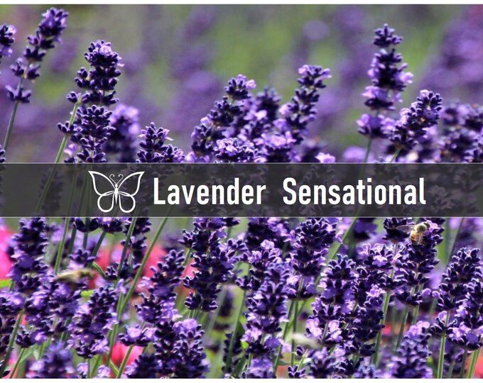 5 LAVENDER SENSATIONAL French Hybrid Perennial Starter Plant Plugs ...