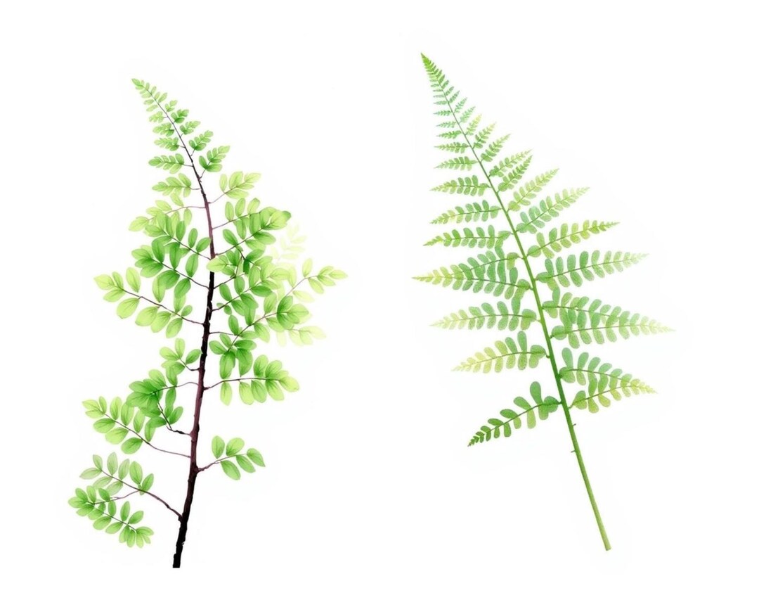 Minimalist Fern Art Prints – Set of 2 Botanical Wall Decor – Green ...