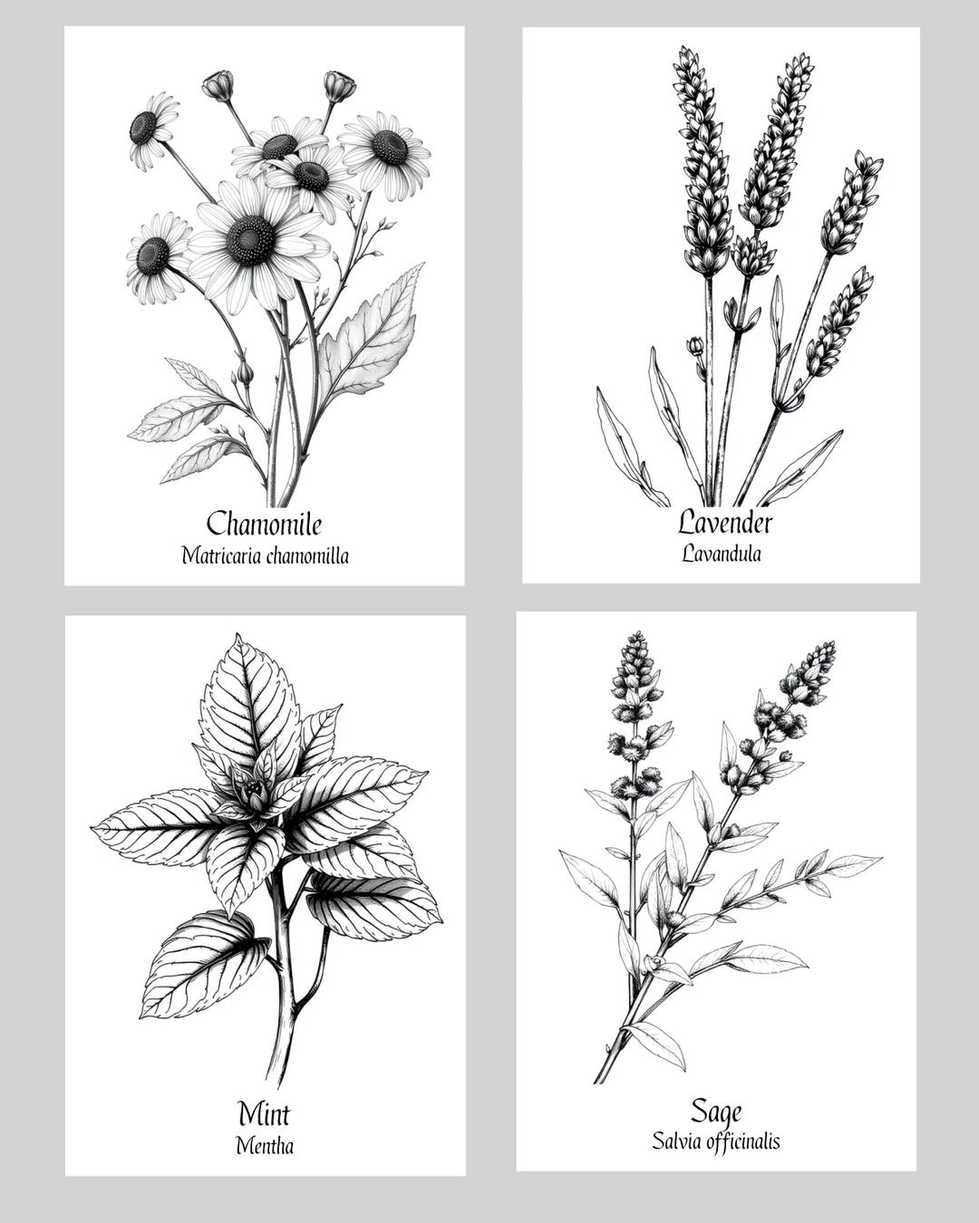 Minimalist Botanical Prints – Medicinal Herb Set of 4 – Chamomile ...