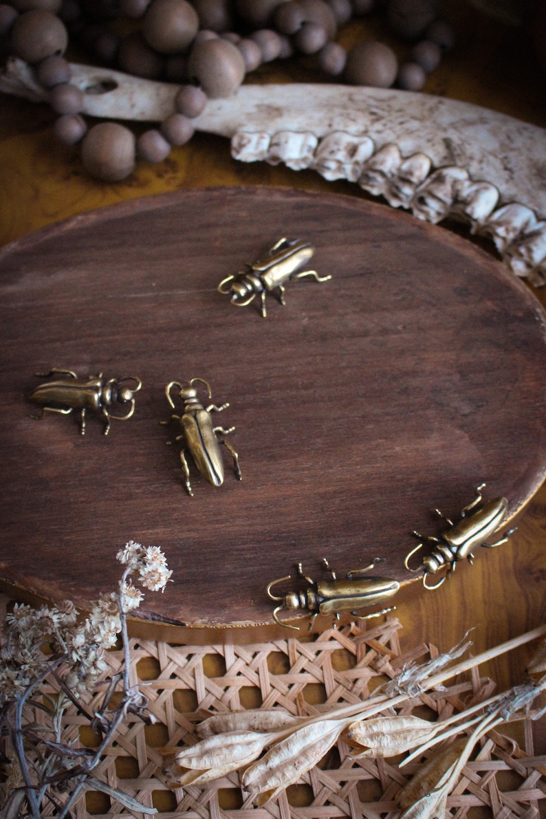 Antique Brass Long Horn Beetle Life Size Insects Specimen Bugs - Etsy