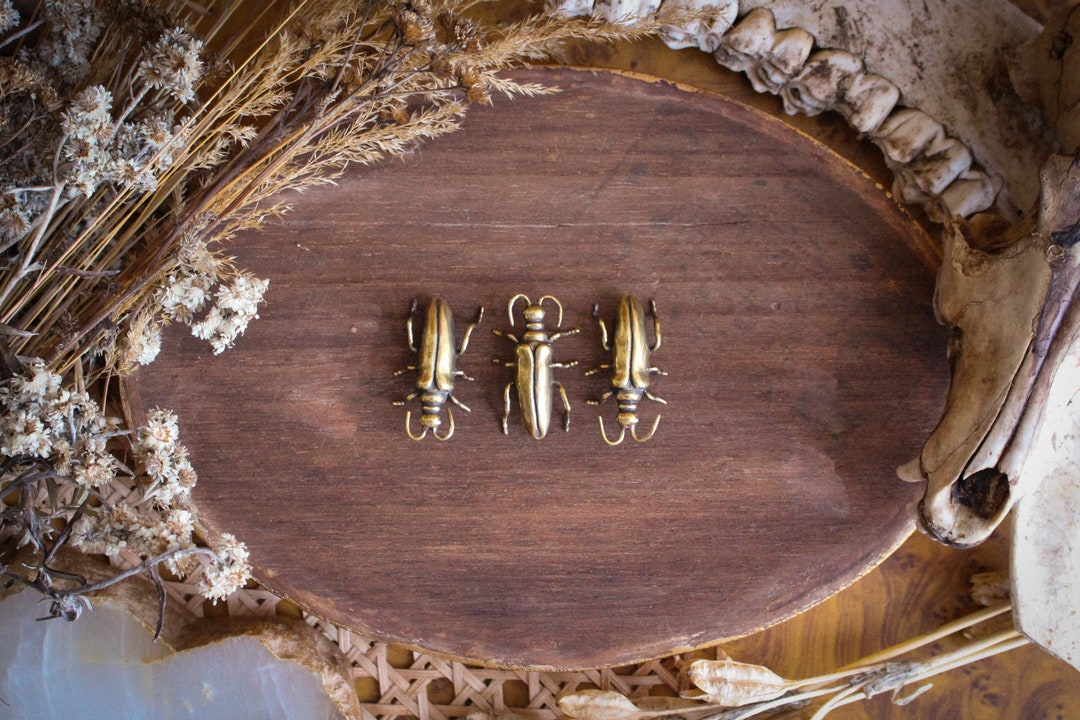 Antique Brass Long Horn Beetle Life Size Insects Specimen Bugs - Etsy