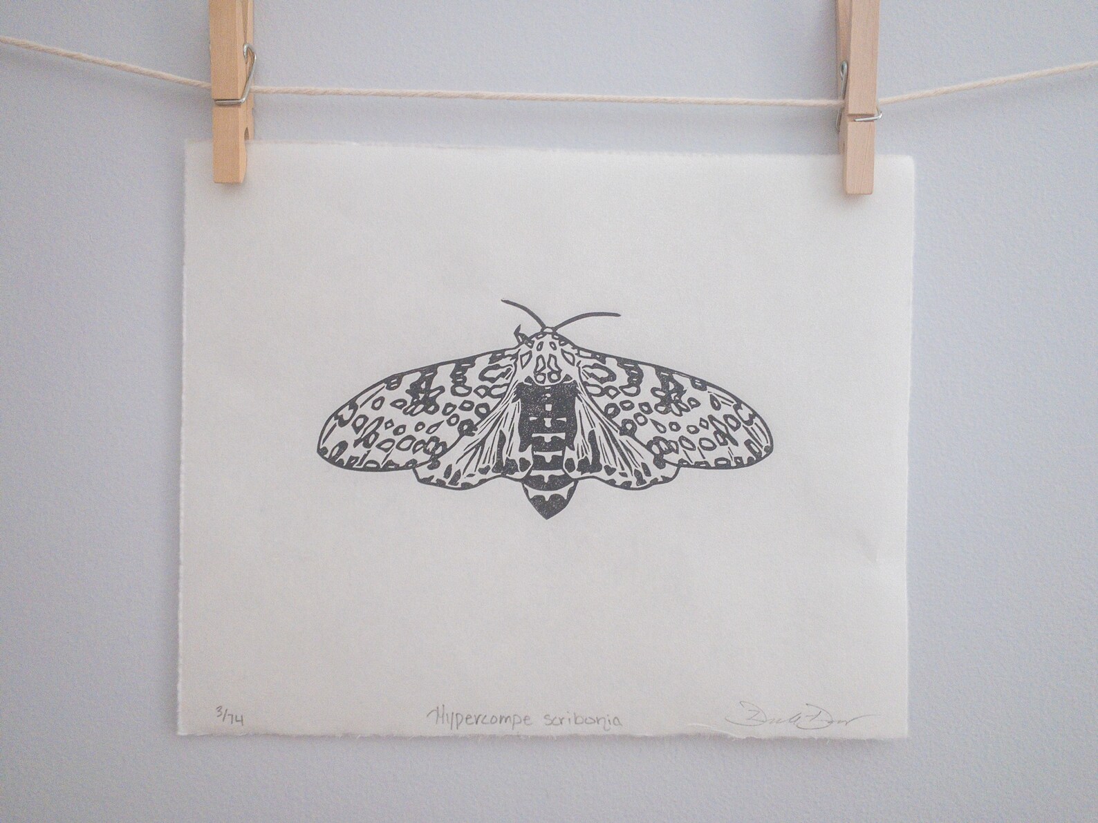 Original Handmade Limited Edition Giant Leopard Moth Linocut - Etsy