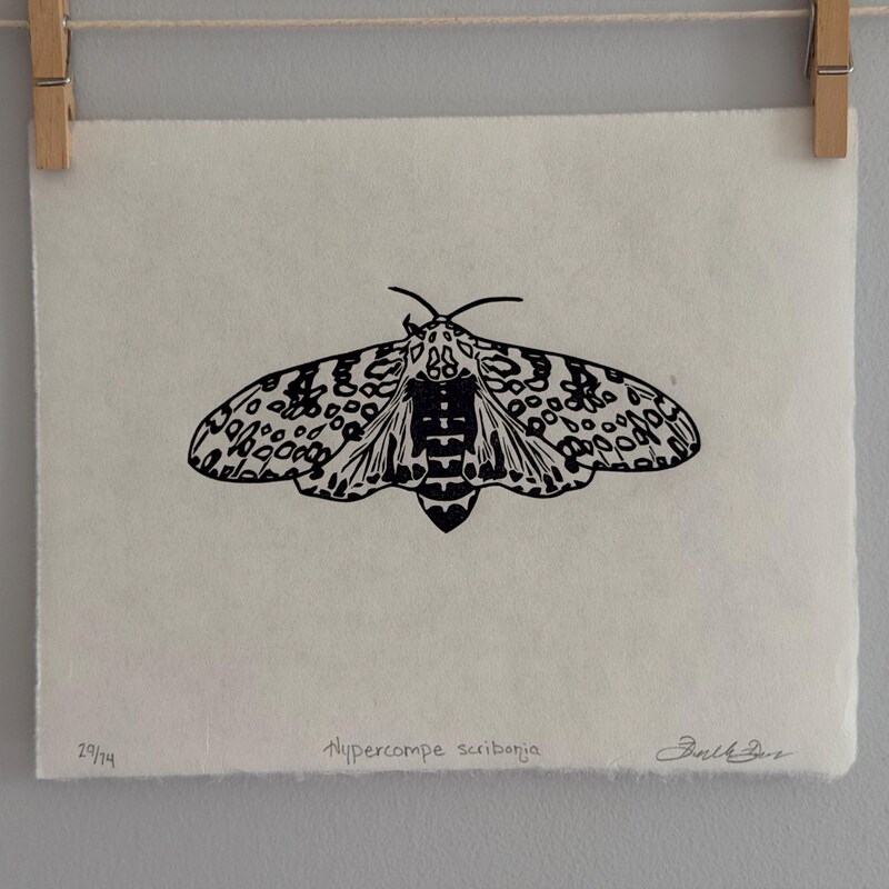 Leopard Moth - Etsy