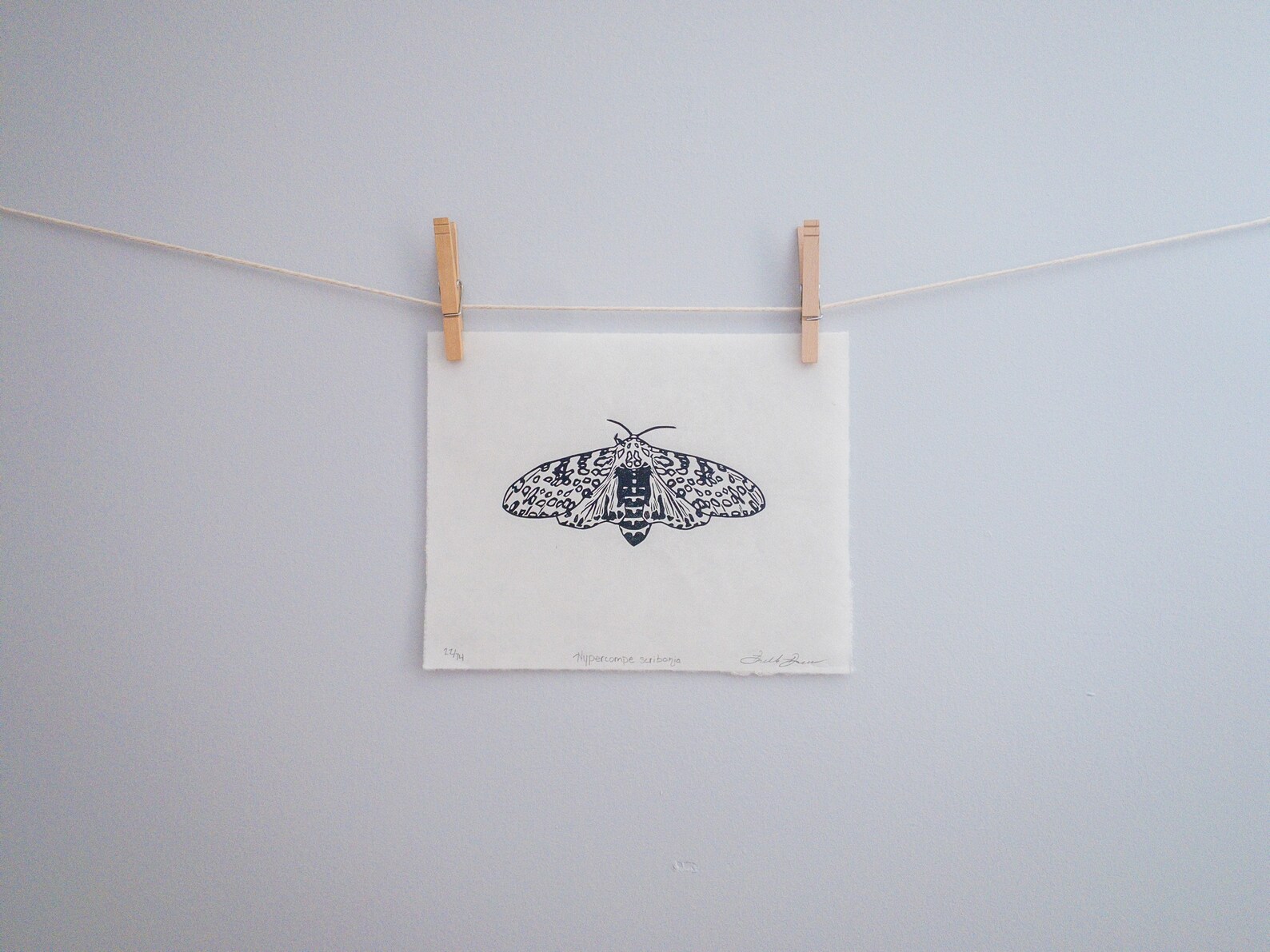 Original Handmade Limited Edition Giant Leopard Moth Linocut - Etsy