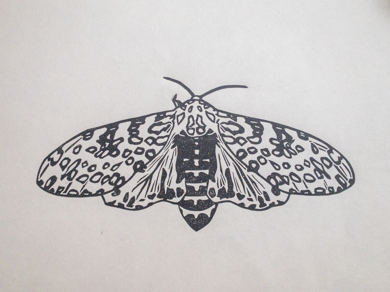 Original Handmade Limited Edition Giant Leopard Moth Linocut - Etsy
