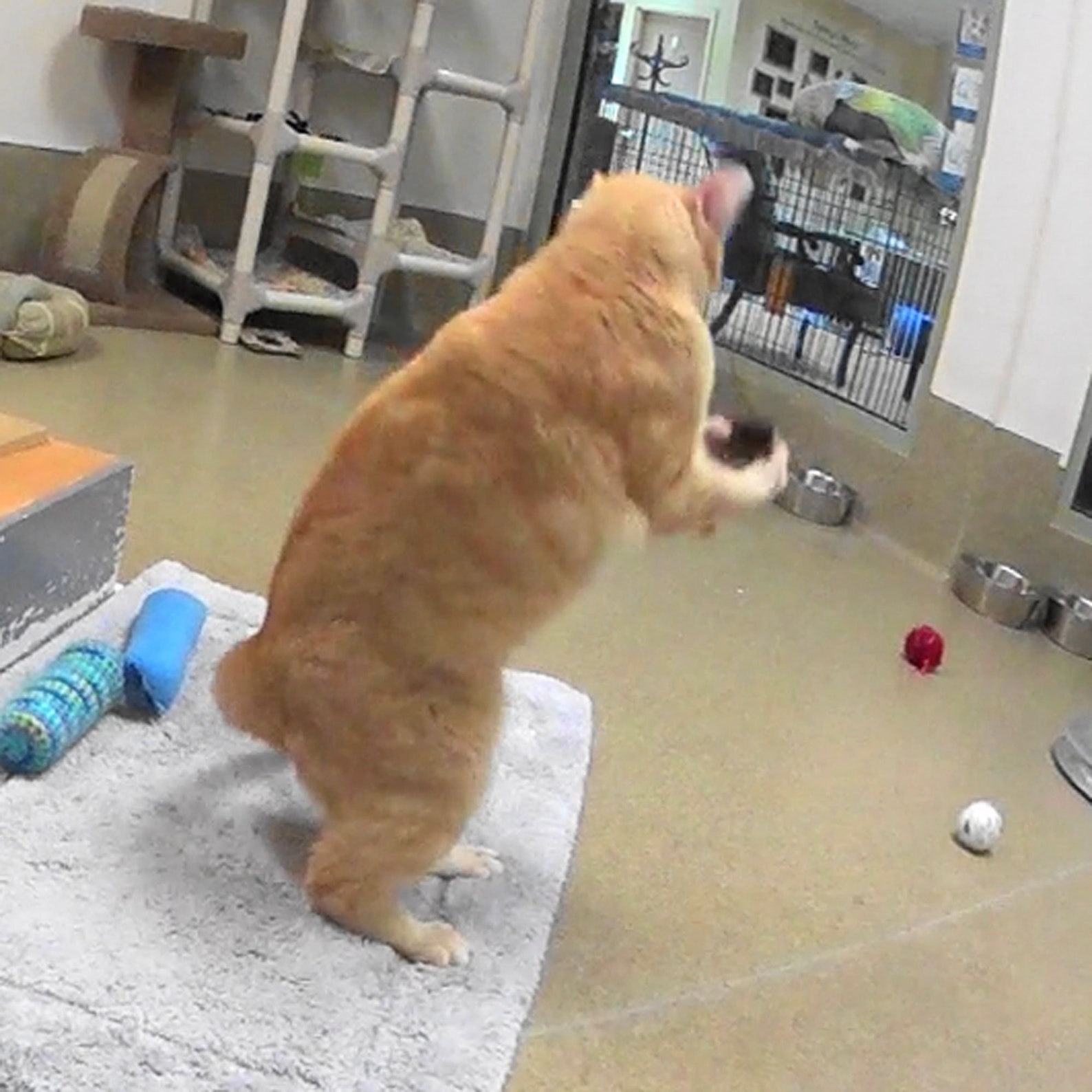 Cat Toy Buffalo Deer Mountain Bumble Bee Teaser Wand / Pole - Etsy