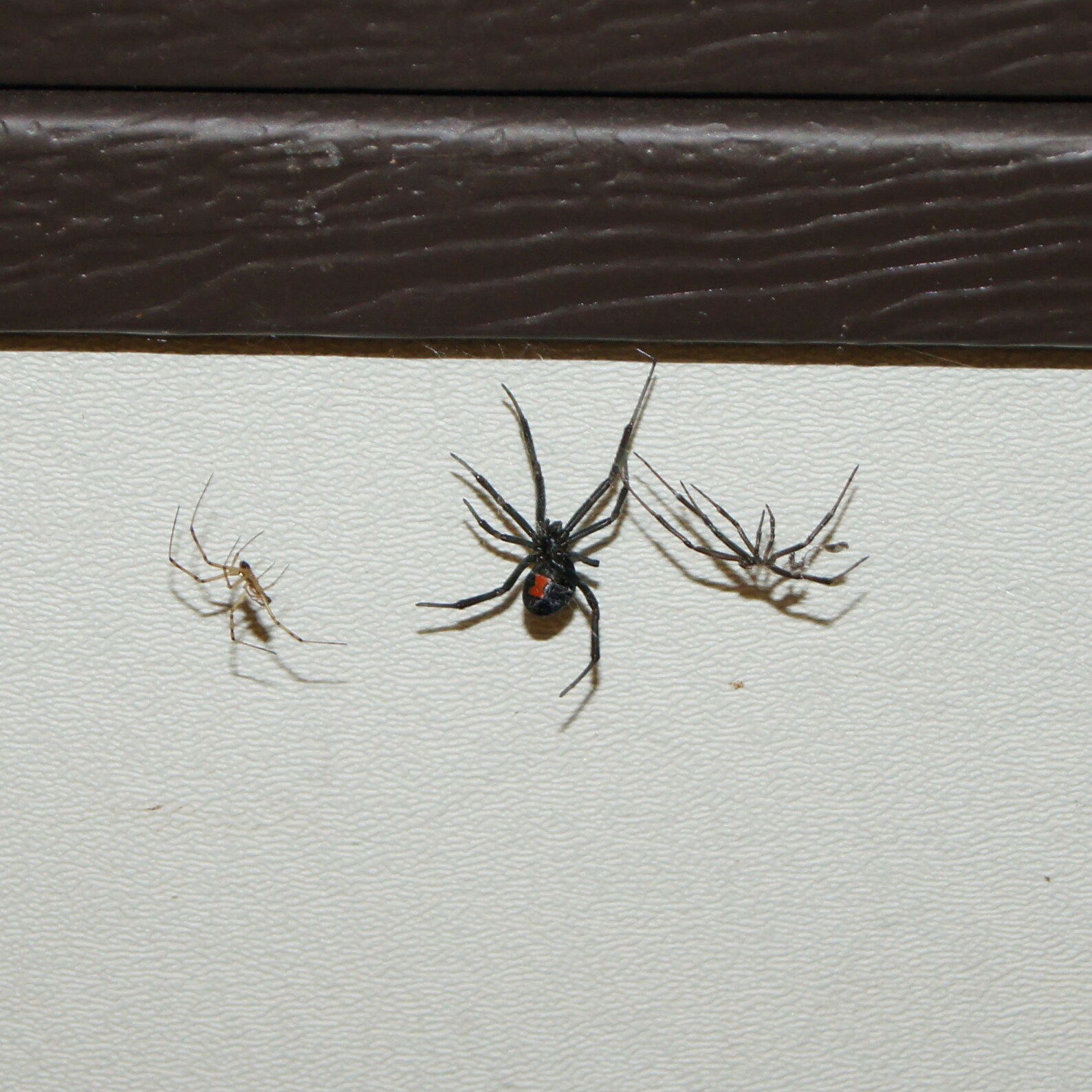 Cat Toy Buffalo & Deer Spiders Creepy Crawly Fun Teaser - Etsy