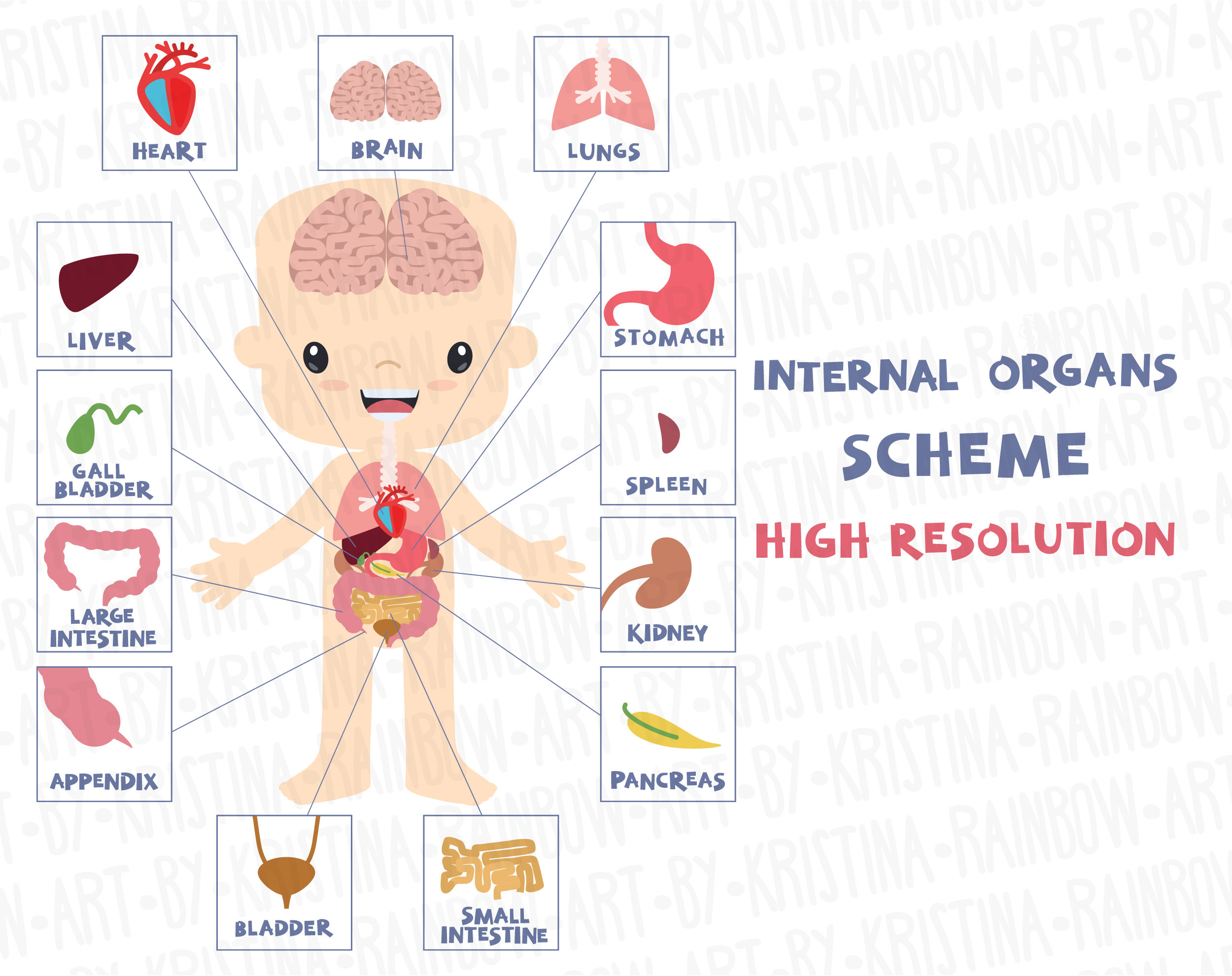 Body Parts Clip Art, Visual Scheme Illustration, Internal Organs ...