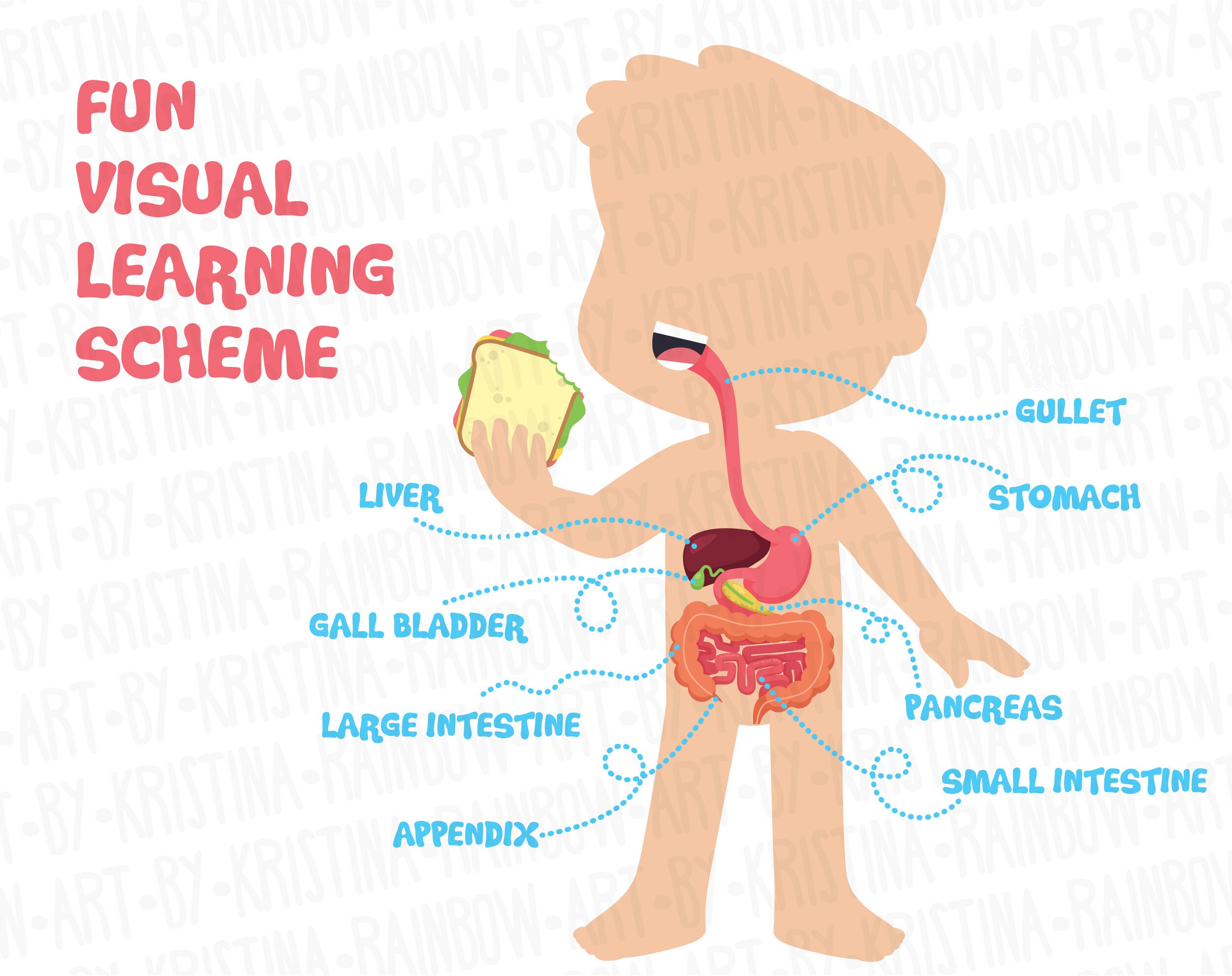 Digestive System Diagram For Kids