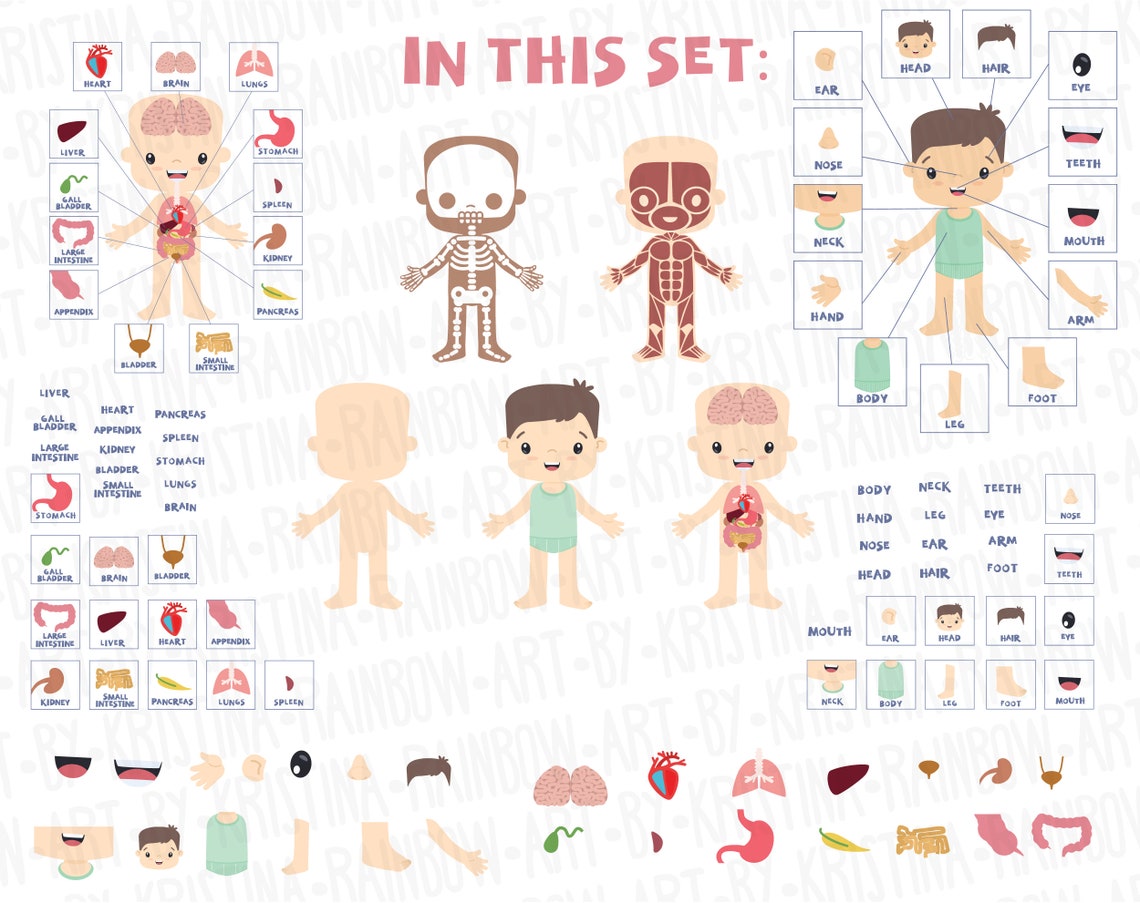 Body Parts Clip Art, Visual Scheme Illustration, Internal Organs ...