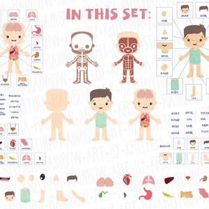 Anatomy Clip Art: Kawaii Body Parts, Organs, Skeleton (PNG, JPG) - Etsy
