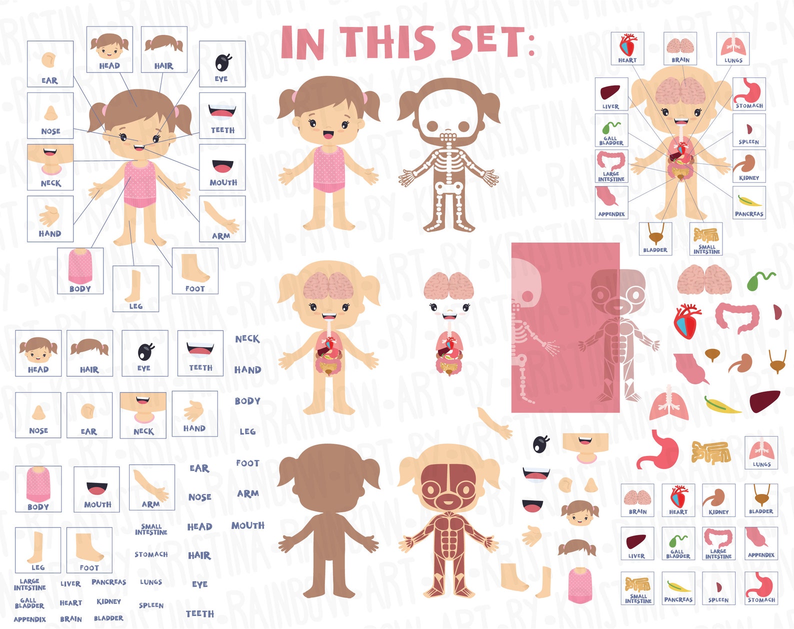 Girl Body Parts Clip Art, Visual Scheme Illustration, Internal Organs ...