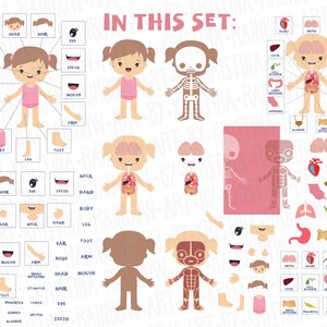 Girl Body Parts Clip Art, Visual Scheme Illustration, Internal Organs ...