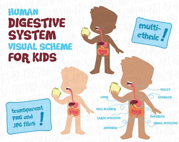 Digestive System Organs For Kids