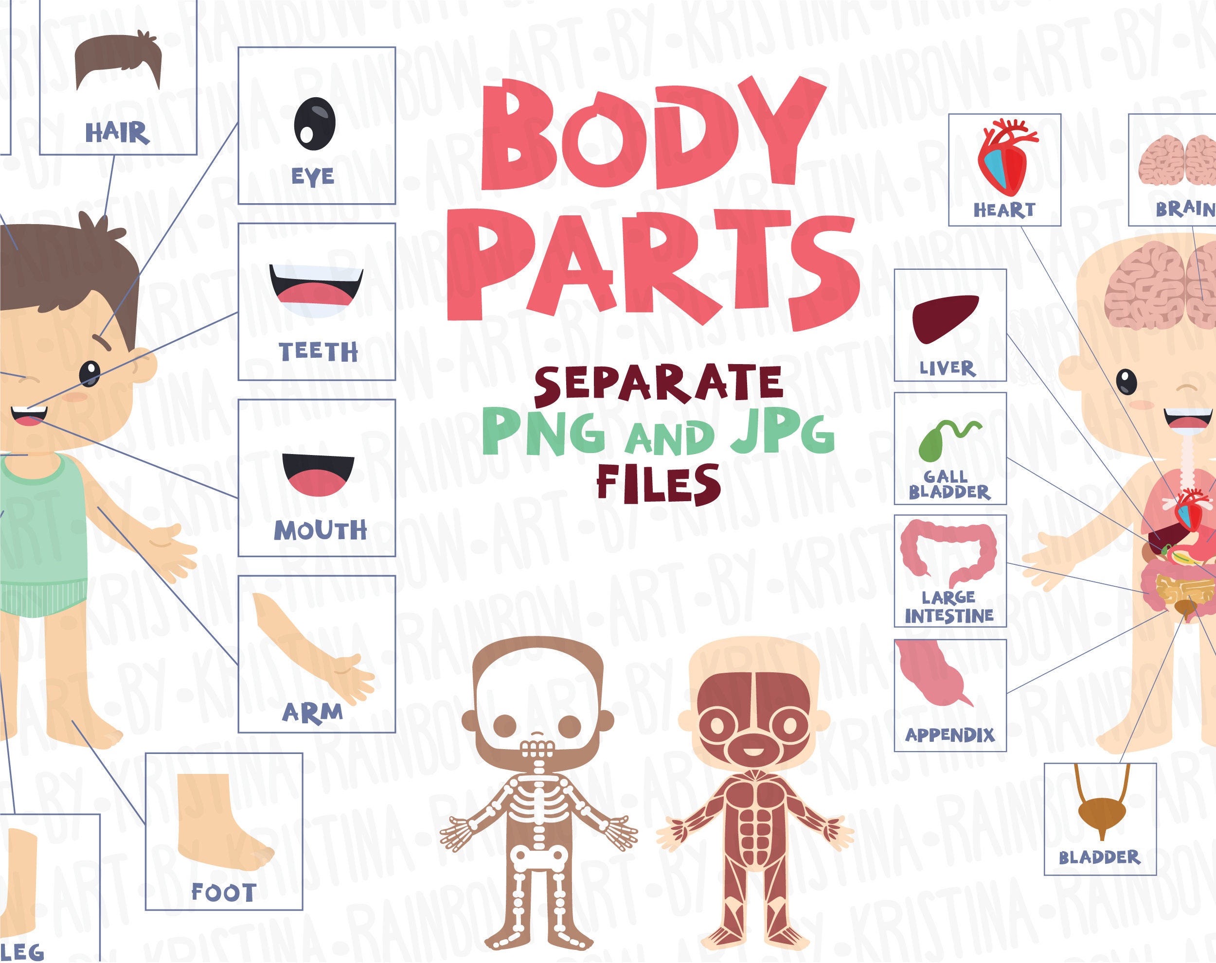 Body Parts Clip Art, Visual Scheme Illustration, Internal Organs ...
