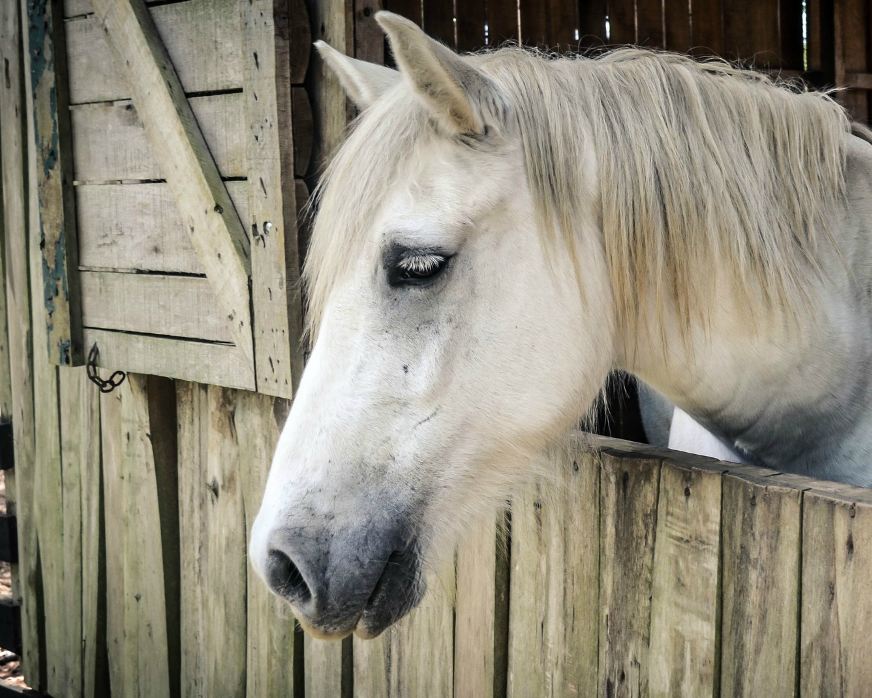 Printable Line Art for Artist Royalty Free Copyright Free - Etsy