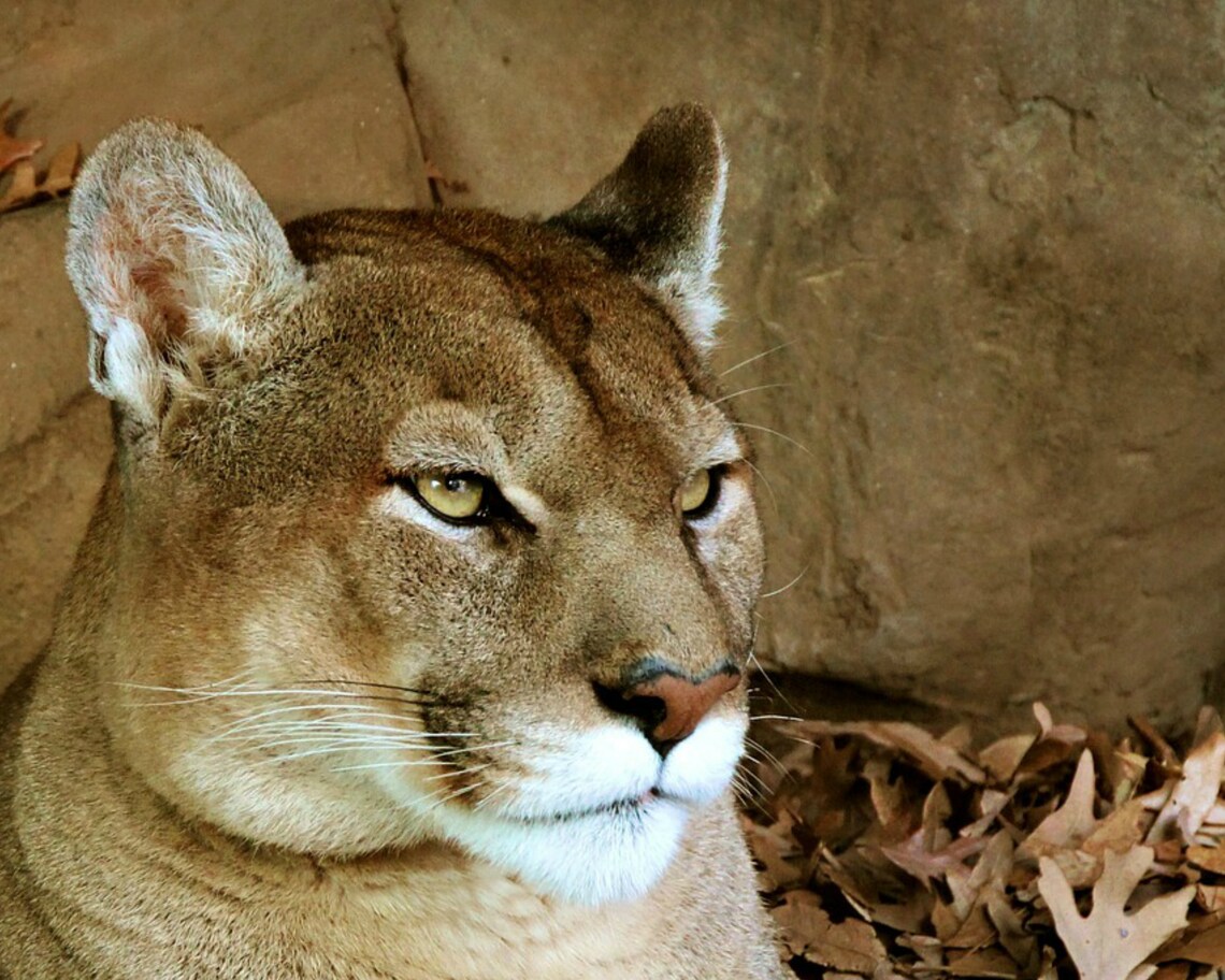 Royalty Free Reference Photos, Printable Line Art, Wildlife Reference ...