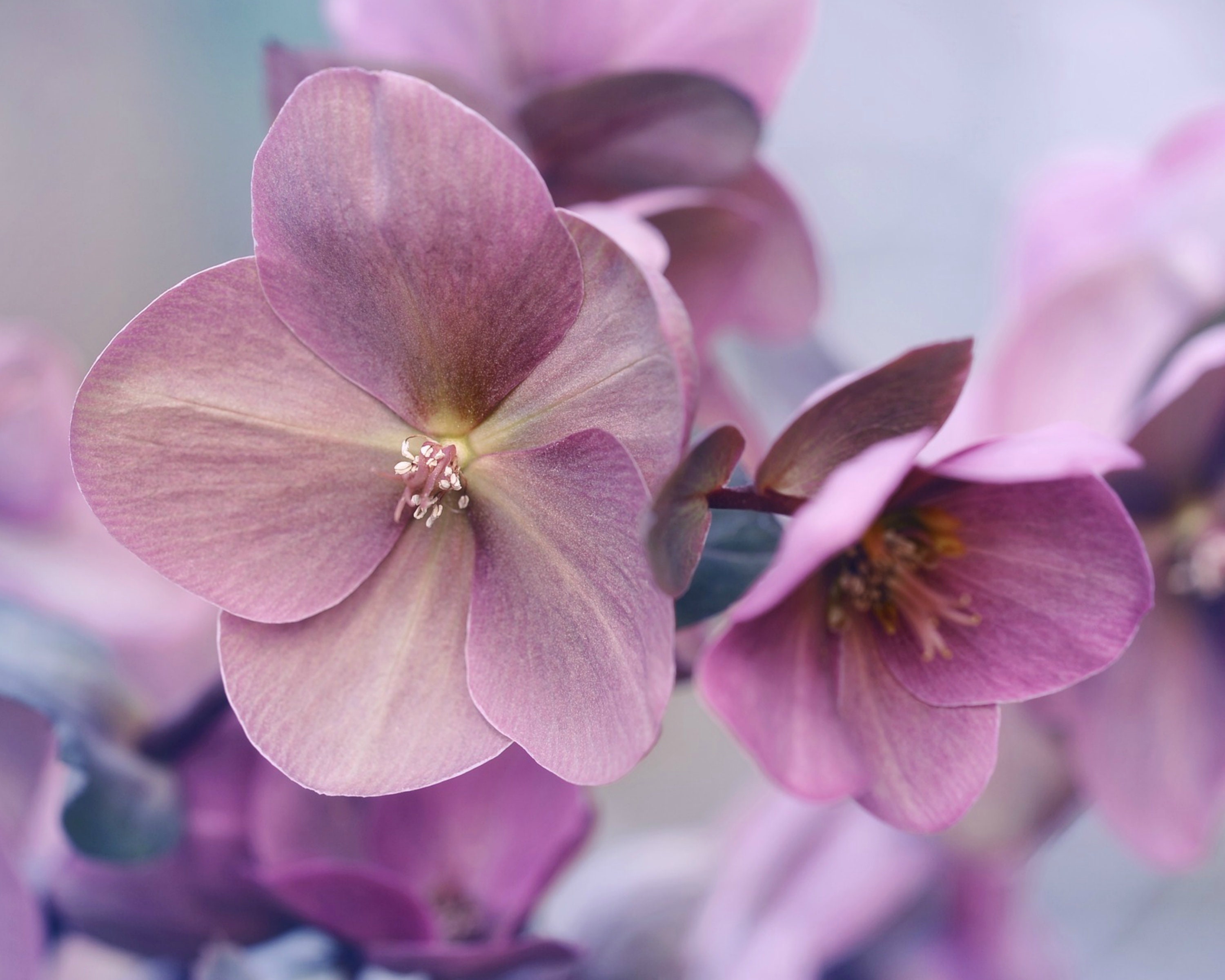 Printable Line Art for Artist, Royalty Free, Copyright Free, Flower ...