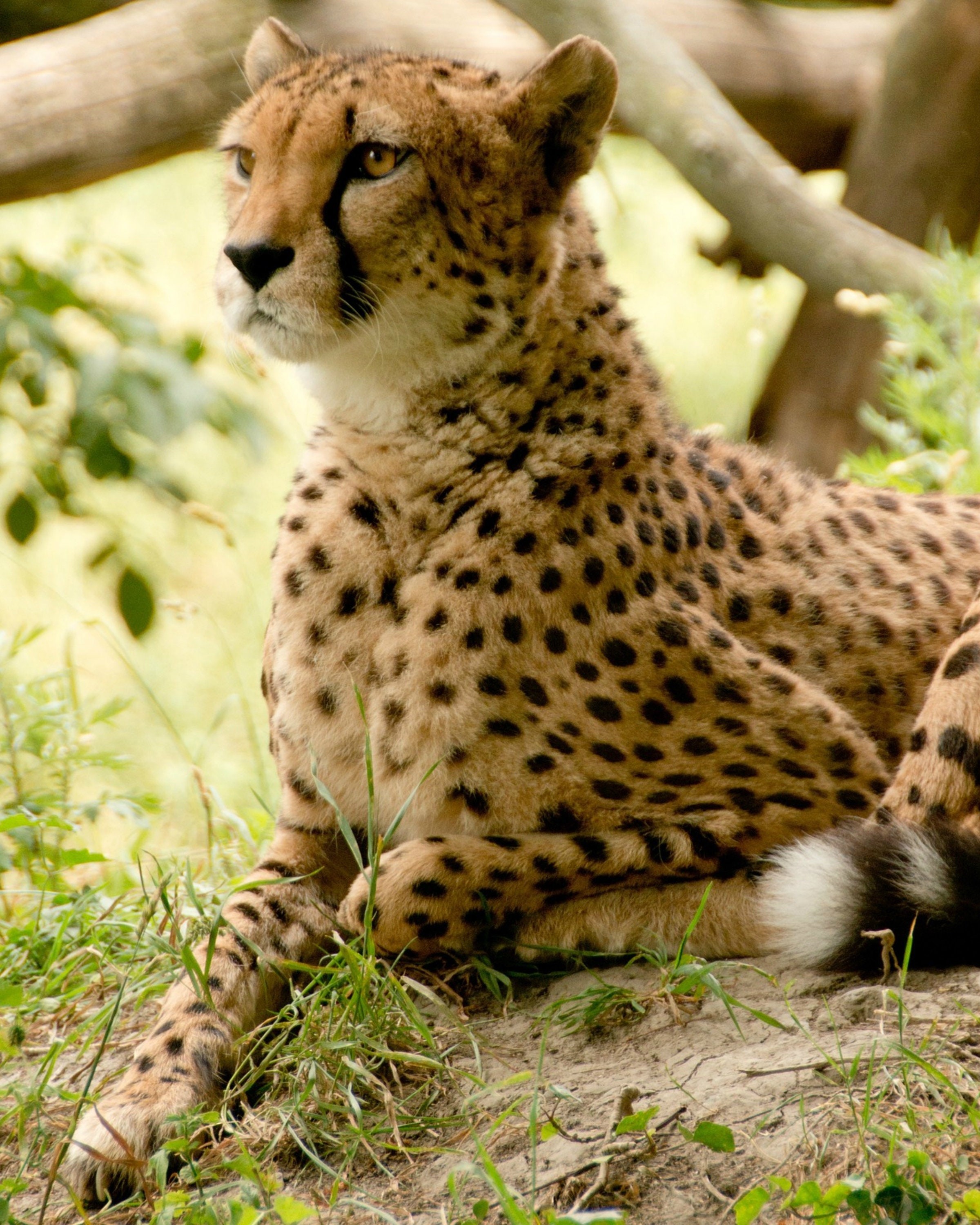 Royalty Free Reference Photos, Printable Line Art, Wildlife Reference ...