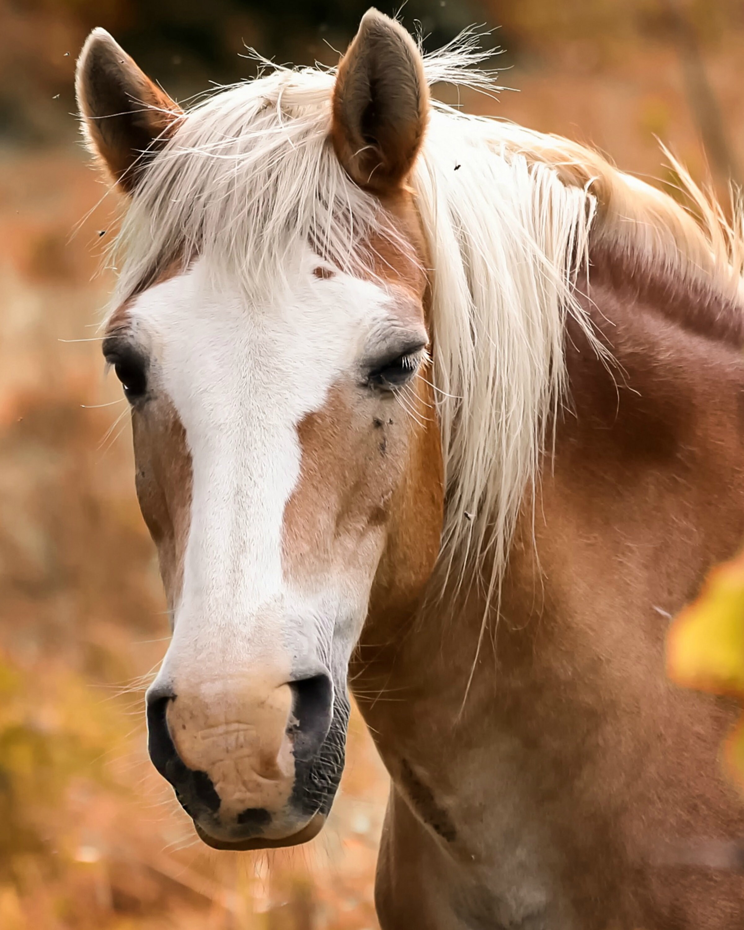 Printable Line Art for Artist Royalty Free Copyright Free - Etsy