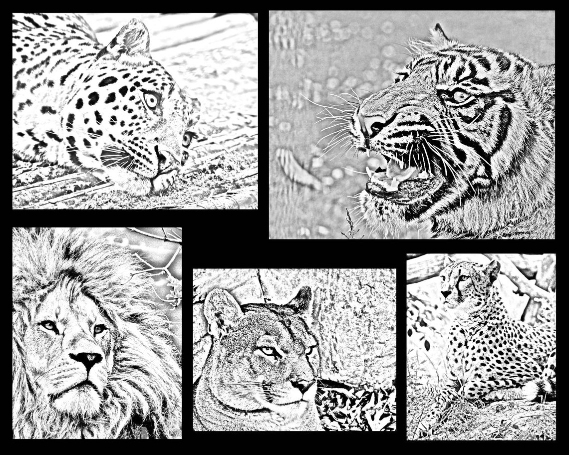 Royalty Free Reference Photos, Printable Line Art, Wildlife Reference ...