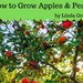 How to Grow Apples and Pears, Growing Apples at Home, Fruit Garden ...