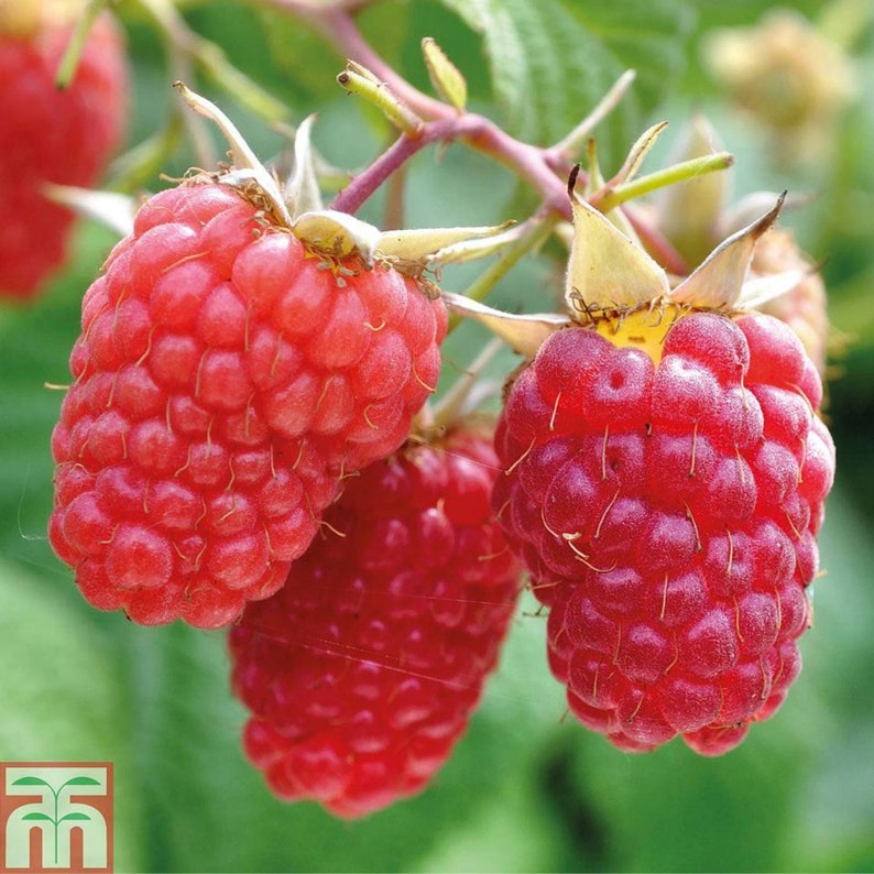 How to Grow Raspberries, Growing Guide, Growing Raspberries at Home ...