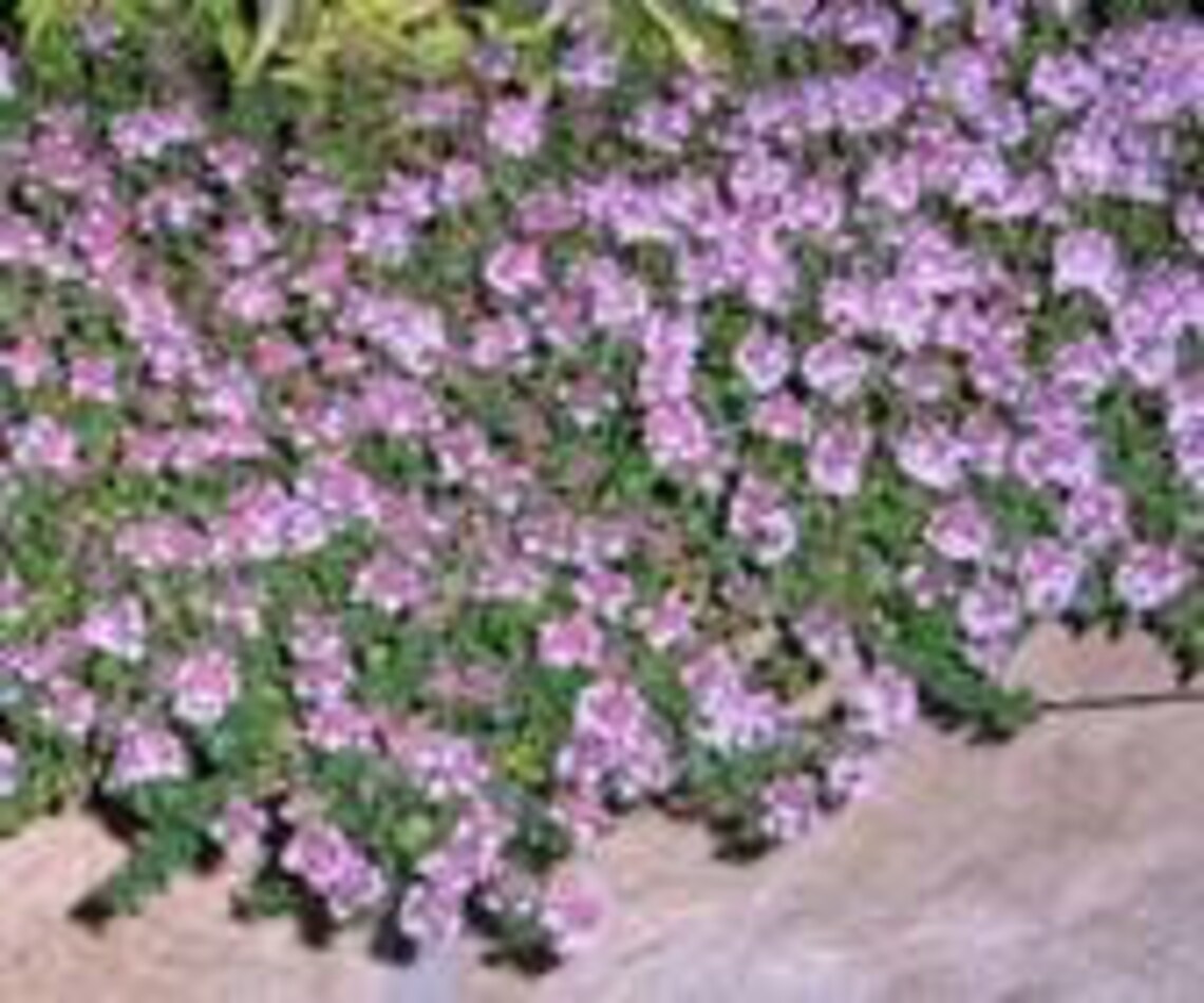 Growing Herbs At Home Instant Book Download How To Grow Etsy