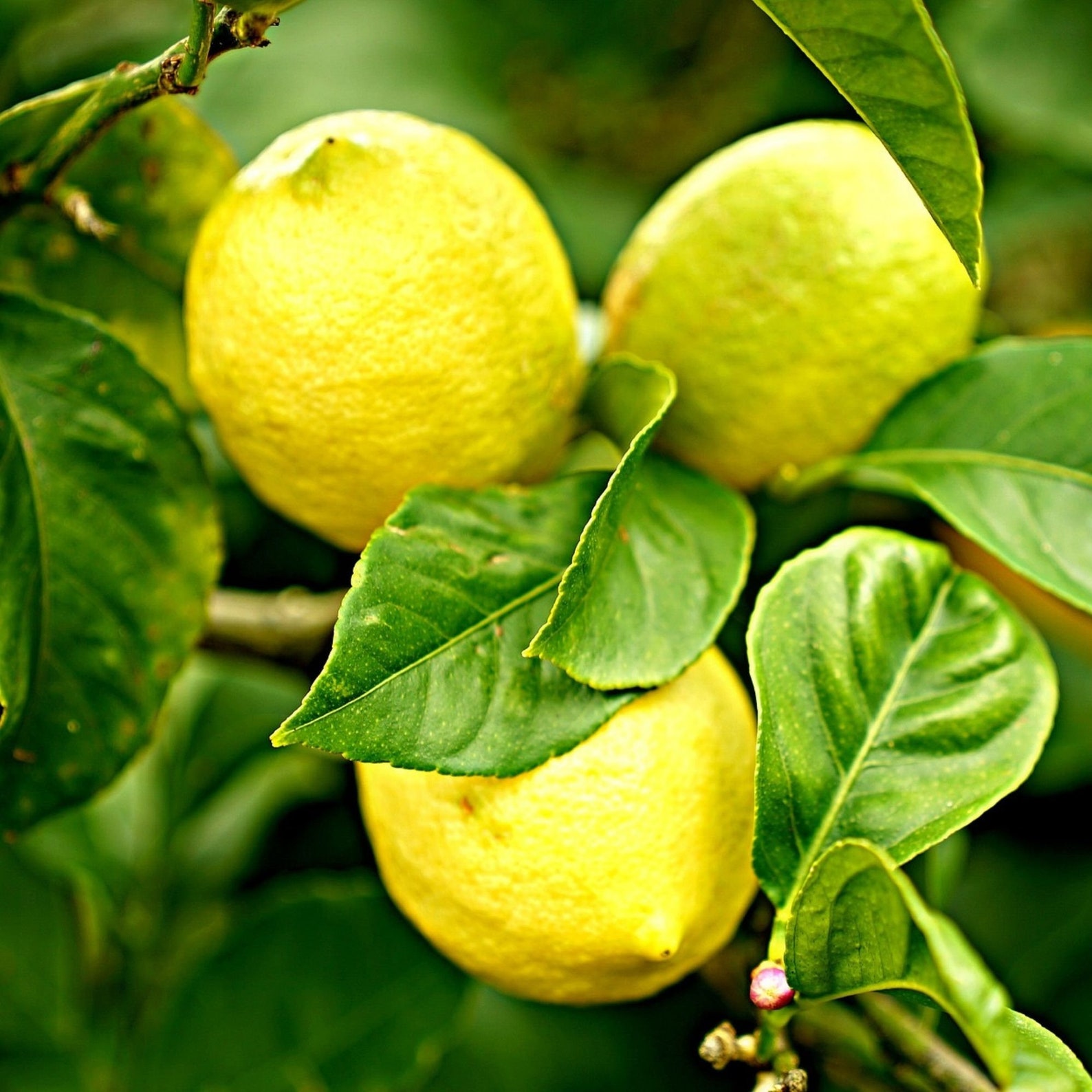How to Grow Lemons, Growing Lemons at Home, Garden Book, Gardening ...
