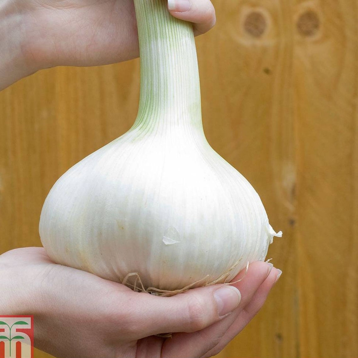 How to Grow Garlic, Growing Garlic at Home, Instant Book Download ...