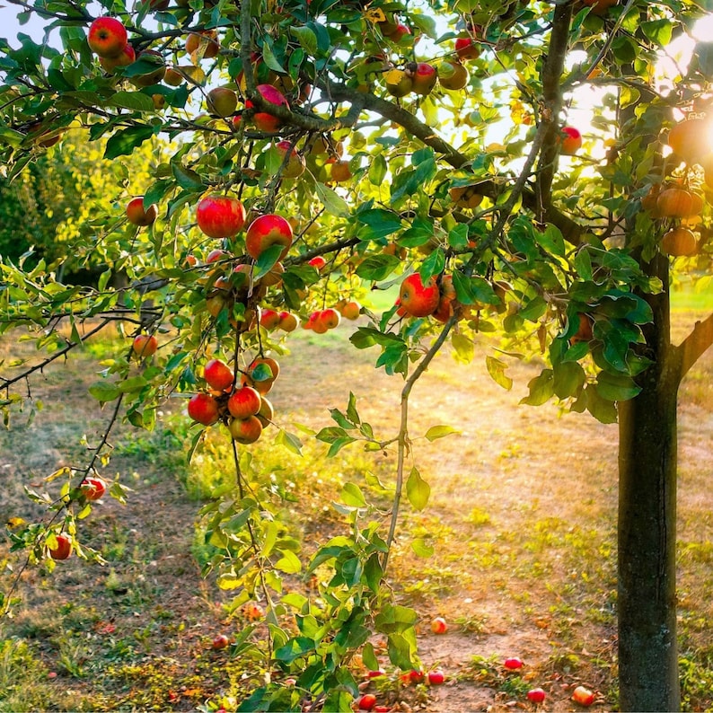How to Grow Apples and Pears, Growing Apples at Home, Fruit Garden ...