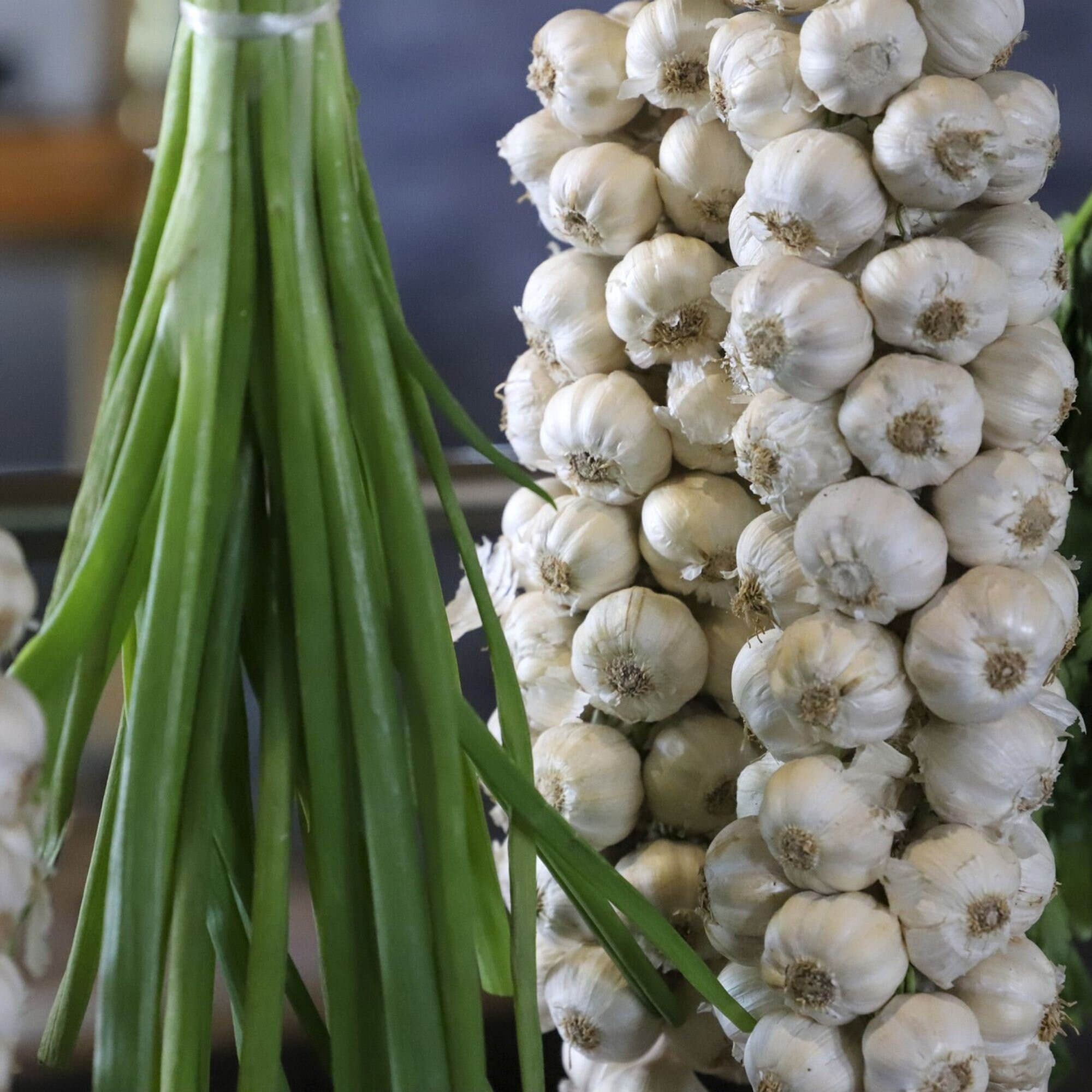 How to Grow Garlic, Growing Garlic at Home, Instant Book Download ...