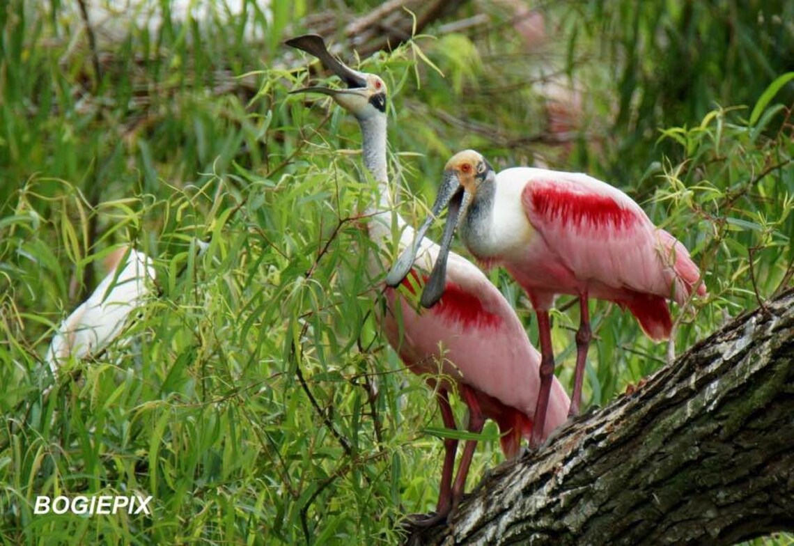 Roseate Spoonbill Crochet Pattern - Etsy