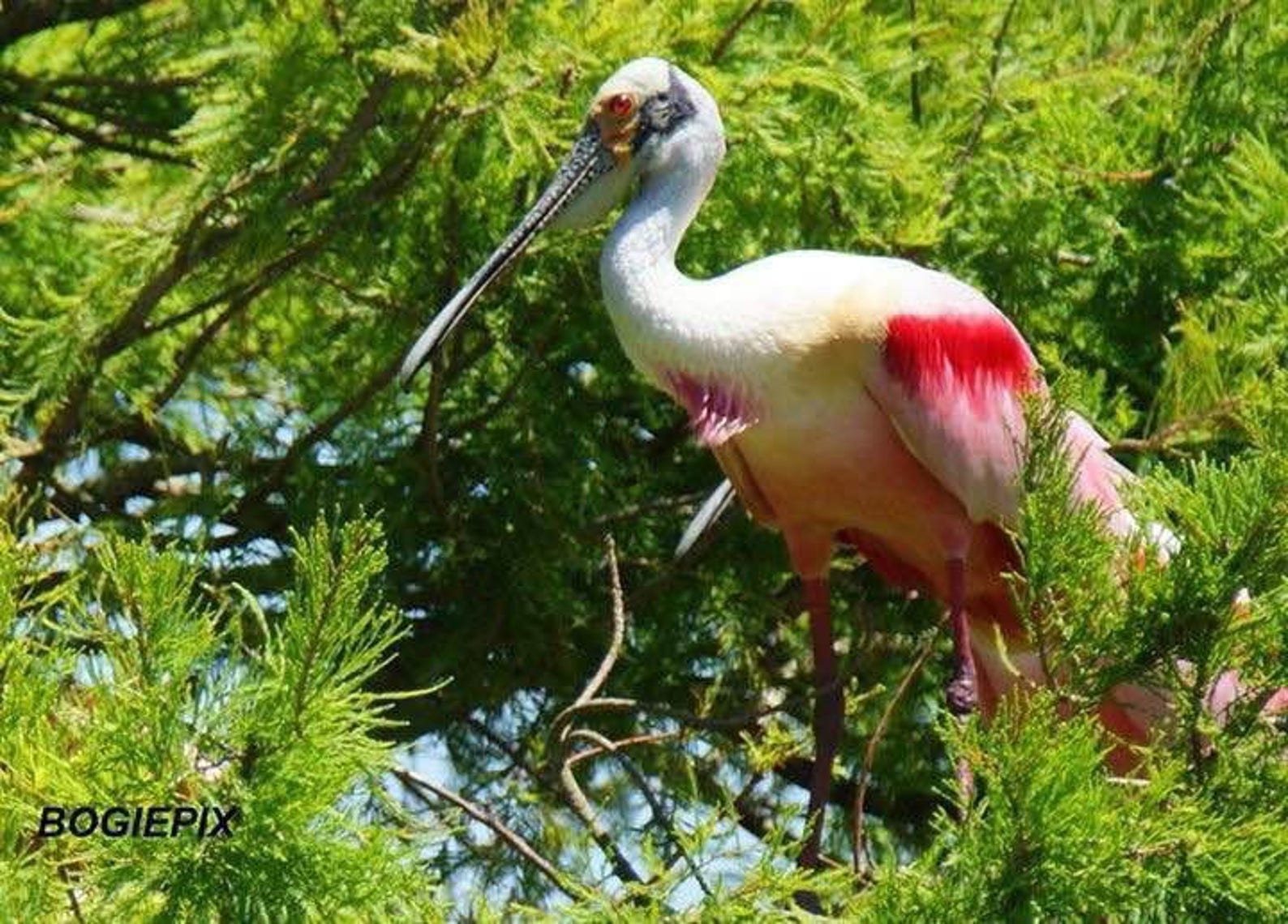 Roseate Spoonbill Crochet Pattern - Etsy