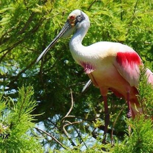 Roseate Spoonbill Crochet Pattern - Etsy