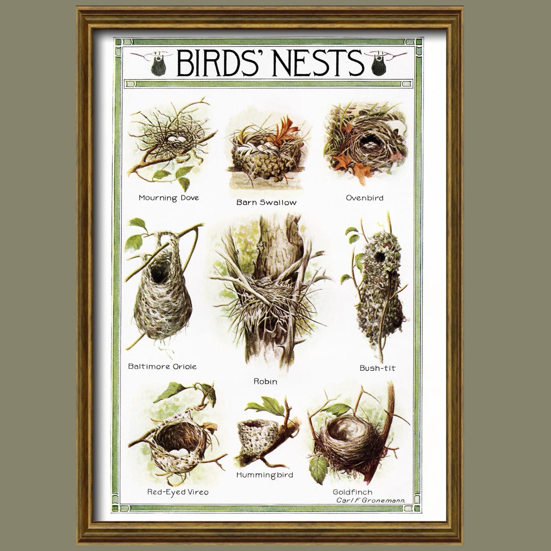 Illustration Types of Bird Nests, Educational Chart, Nest Poster, How to Make Nests, Wall Art ...