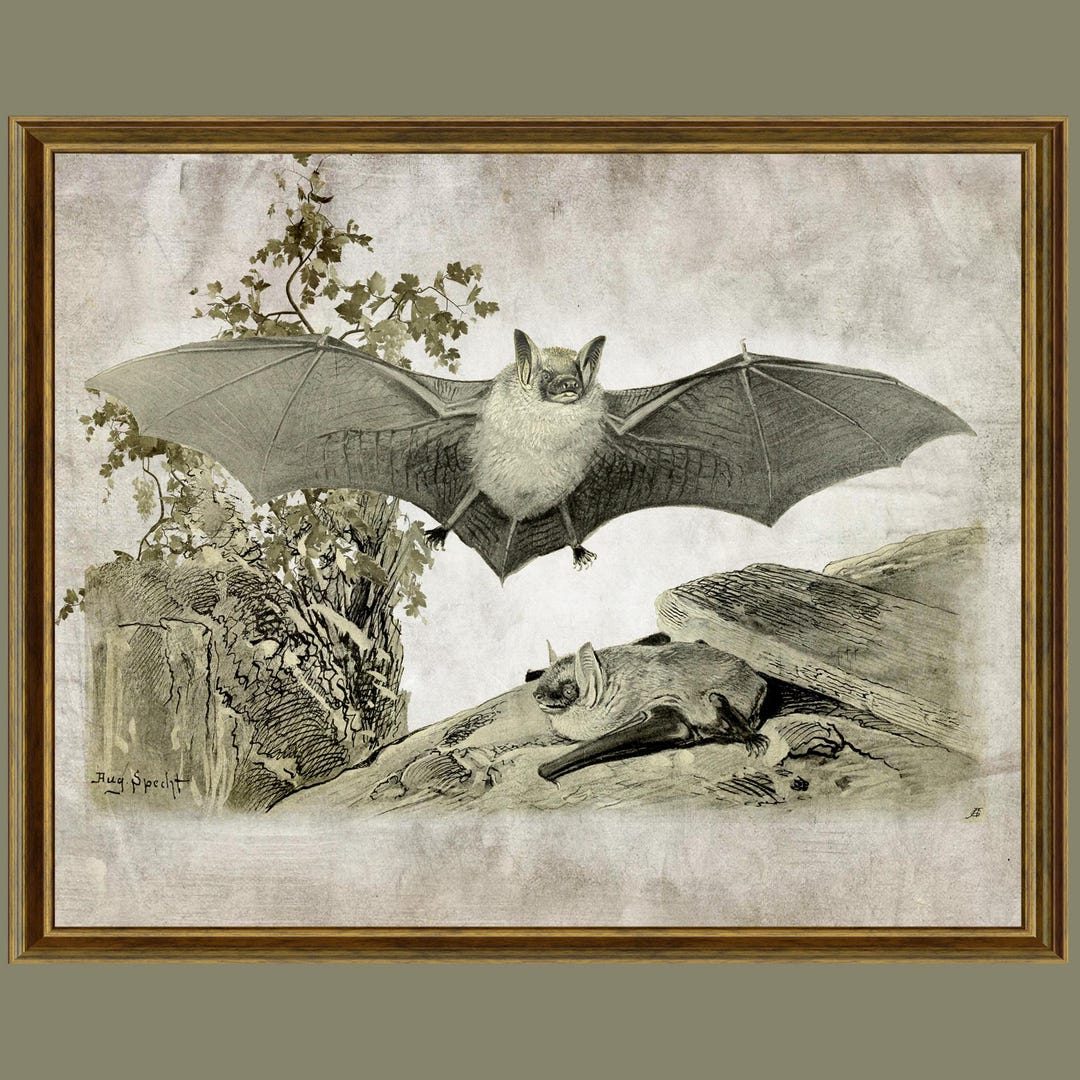 Bat Illustration Print Bat Reproduction, Bat Wall Decor, Nocturnal ...
