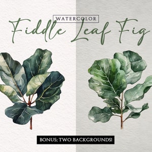 Watercolor Fiddle Leaf Fig, Fiddle Leaf Fig, Fiddle Leaf Fig Clip Art ...
