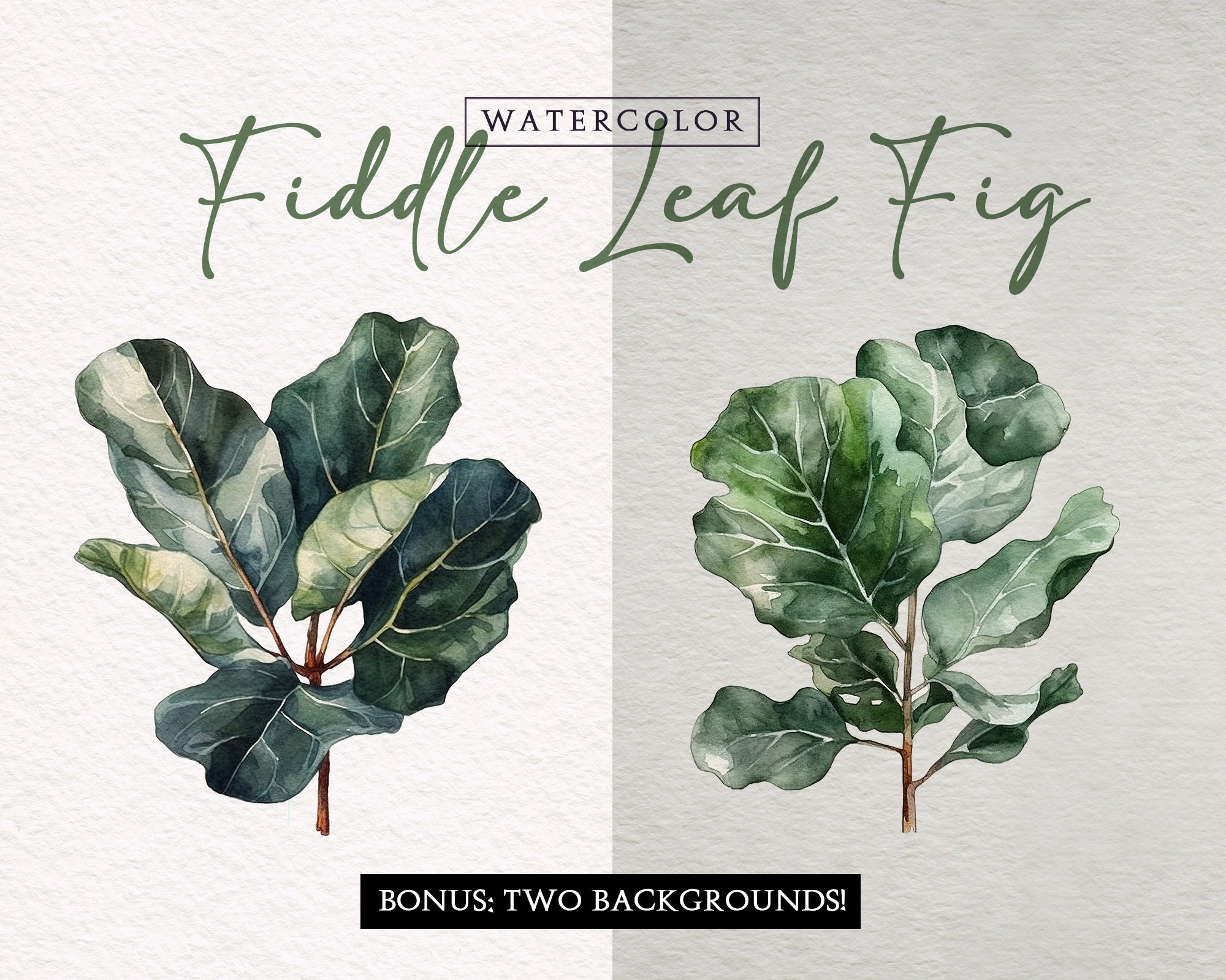 Watercolor Fiddle Leaf Fig, Fiddle Leaf Fig, Fiddle Leaf Fig Clip Art ...