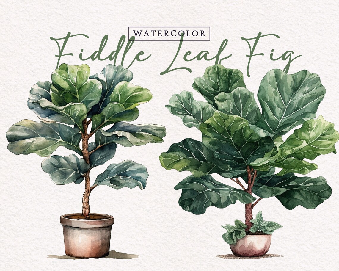 Watercolor Fiddle Leaf Fig, Fiddle Leaf Fig, Fiddle Leaf Fig Clip Art ...