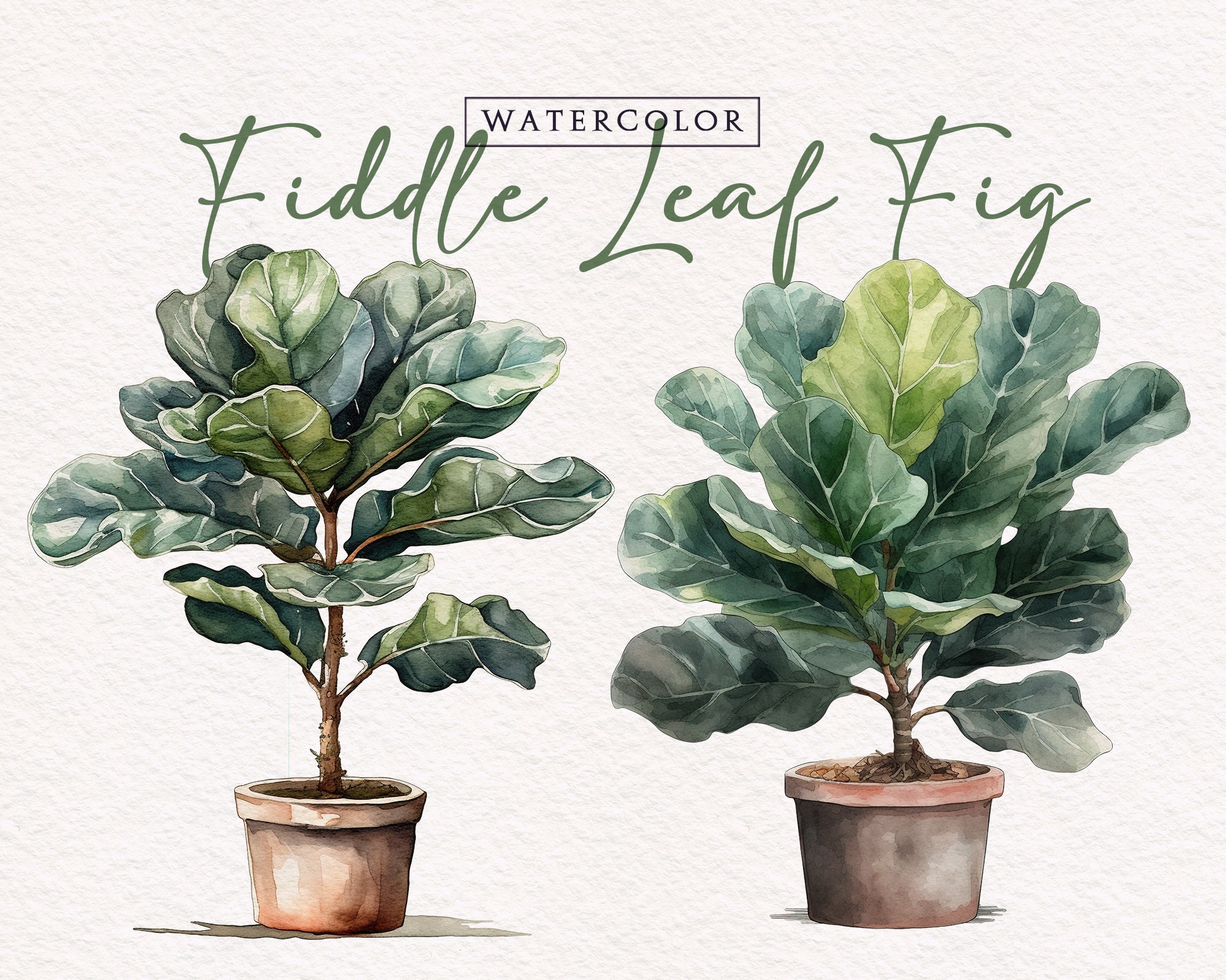 Watercolor Fiddle Leaf Fig, Fiddle Leaf Fig, Fiddle Leaf Fig Clip Art ...