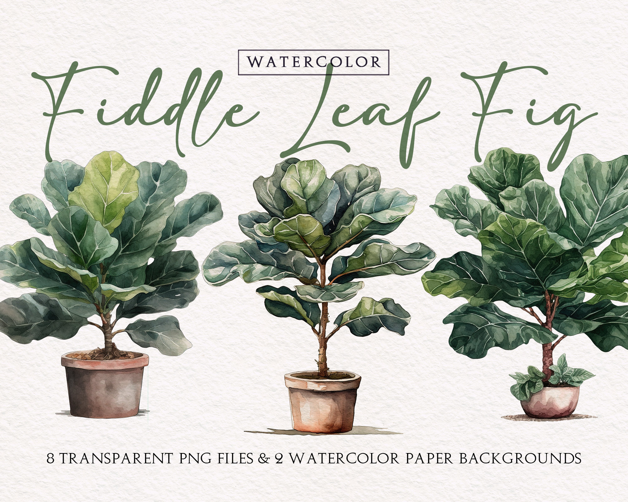 Watercolor Fiddle Leaf Fig, Fiddle Leaf Fig, Fiddle Leaf Fig Clip Art ...