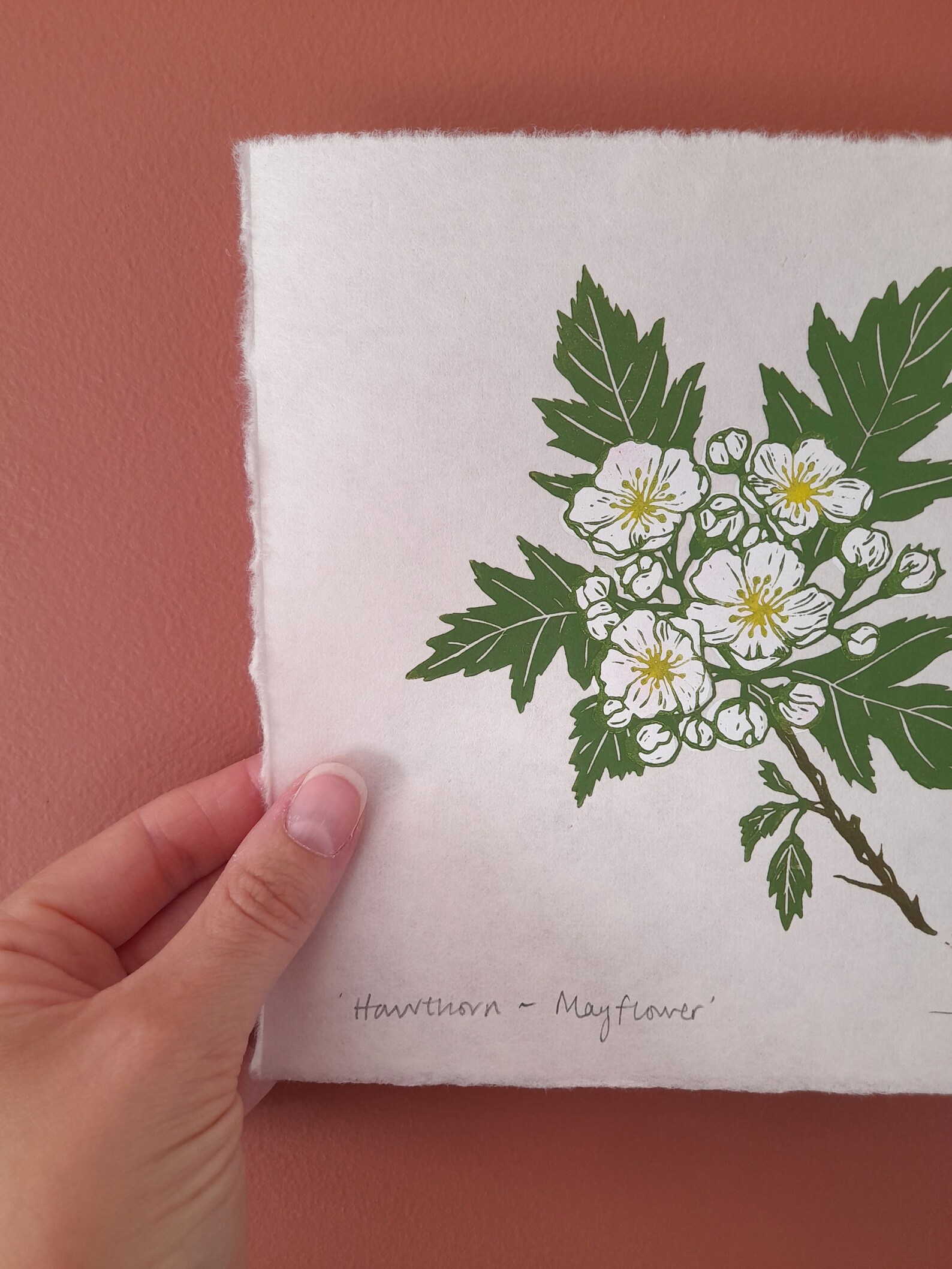 Hawthorn Mayflower Blossom Lino Print: Hand-pulled Botanical Art on ...