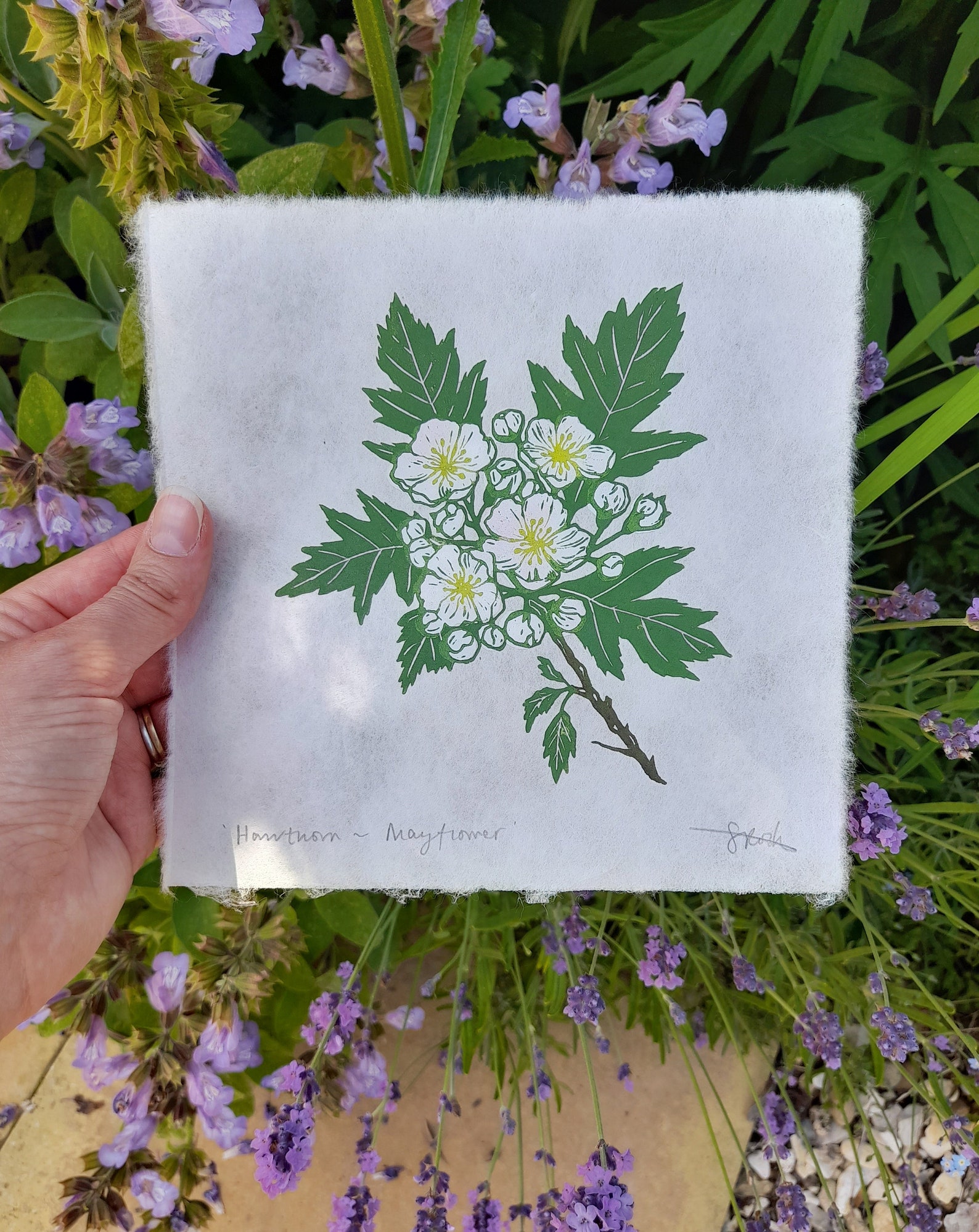 Hawthorn Mayflower Blossom Lino Print: Hand-pulled Botanical Art on ...